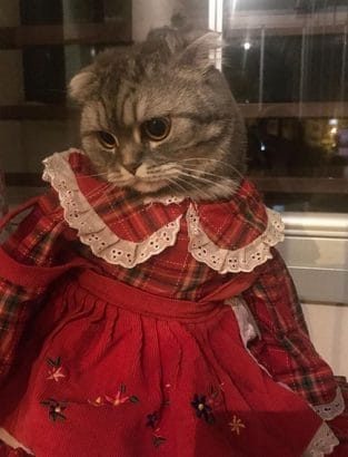 Top 9 Funniest Instagram Cat Challenges You Can Accept Staying Home ...