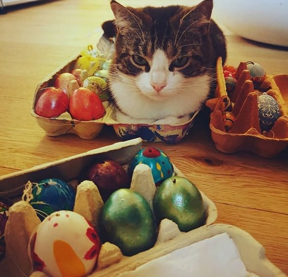 15 Funny Pictures Showing How Cats Are Making Preparations For Easter ...