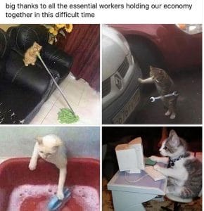 14 Funny Cat Memes Showing The Reality of Staying Home During ...