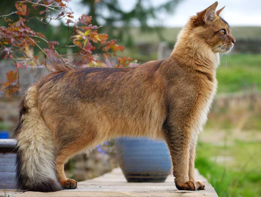15 Most Active Cat Breeds - PetPress