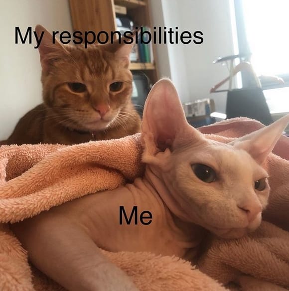 14 Funny Cat Memes Showing The Reality of Staying Home During ...