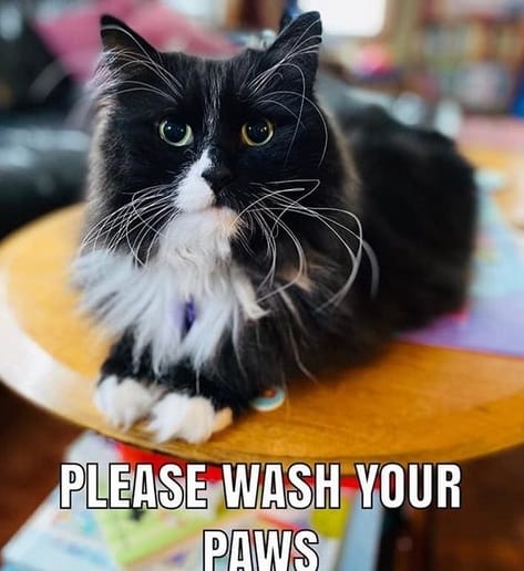 14 Funny Cat Memes Showing The Reality of Staying Home During ...