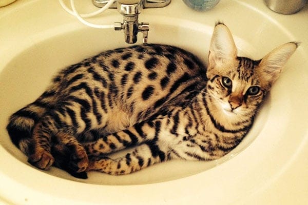 15 Most Active Cat Breeds - PetPress