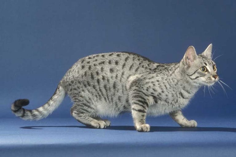 15 Most Active Cat Breeds - PetPress