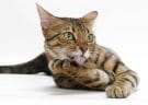 15 Most Active Cat Breeds - PetPress
