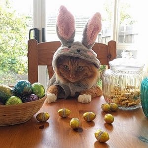 15 Funny Pictures Showing How Cats Are Making Preparations For Easter ...