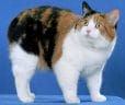 15 Most Active Cat Breeds - PetPress