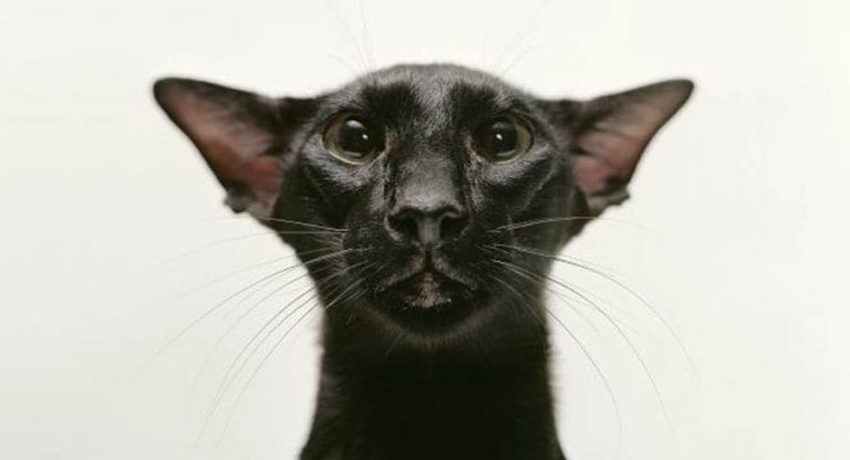 15 Most Active Cat Breeds - Page 2 of 3 - PetPress