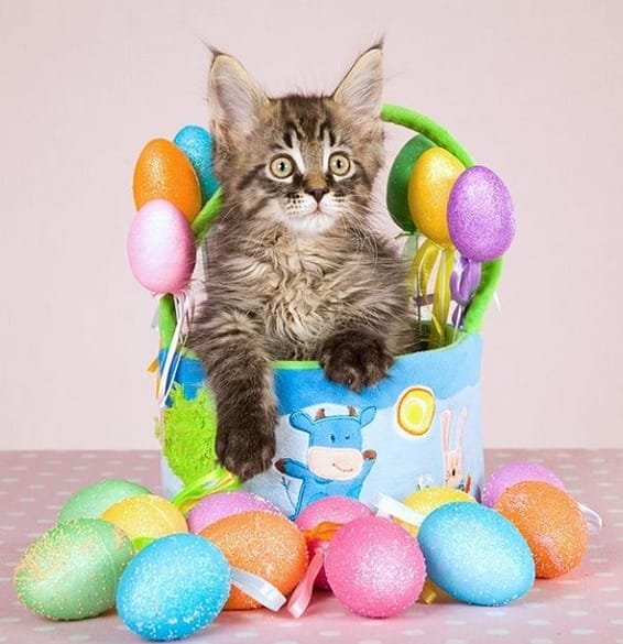 15 Funny Pictures Showing How Cats Are Making Preparations For Easter ...