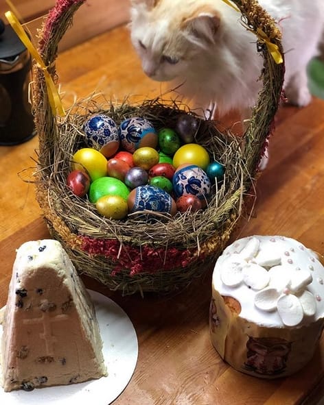 15 Funny Pictures Showing How Cats Are Making Preparations For Easter ...