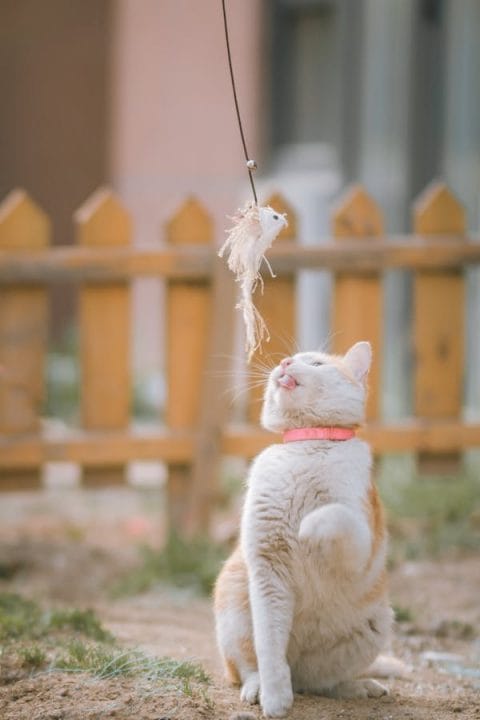 Fall Cat Names – 200 Best Autumn Inspired Cat Names