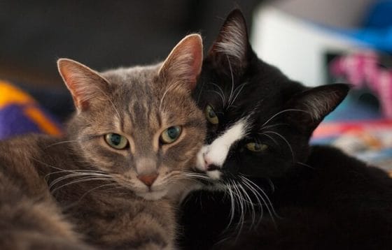 Top 150 Pair Cat Names - Name Ideas for Pairs of Cats