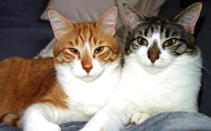 Top 150 Pair Cat Names Name Ideas For Pairs Of Cats top-150-pair-cat-names-name-ideas-for-pairs-of-cats