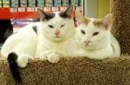 Top 150 Pair Cat Names - Name Ideas for Pairs of Cats