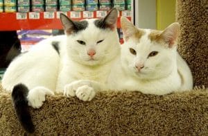 Top 150 Pair Cat Names - Name Ideas for Pairs of Cats