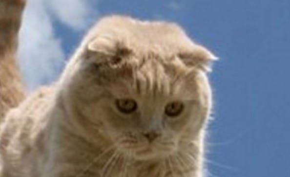 TOP 5 Most Impressive Cat Records In The Guinness Book Of Records ...