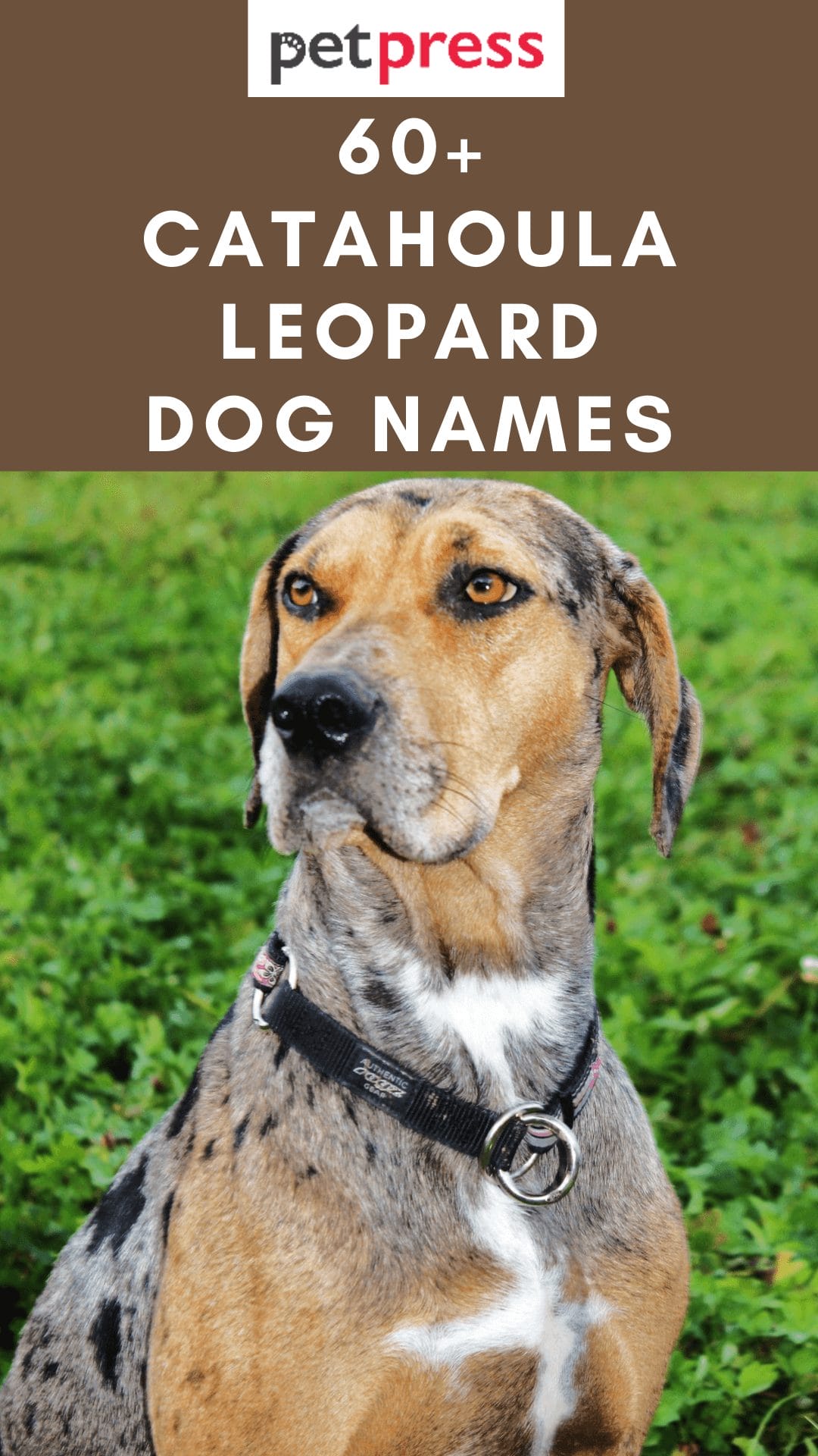 Top 160 Best Catahoula Leopard Dog Names - PetPress