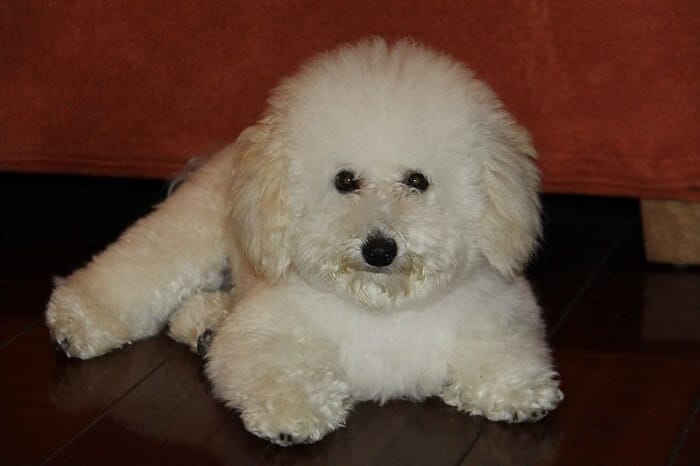 480 Old-Fashioned Dog Name Ideas With Enduring Charm - PetPress