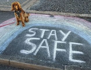 14 Hilarious Pictures of Cocker Spaniels Who Are Confused About The ...