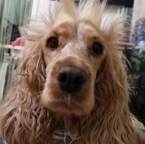 14 Hilarious Pictures of Cocker Spaniels Who Are Confused About The ...