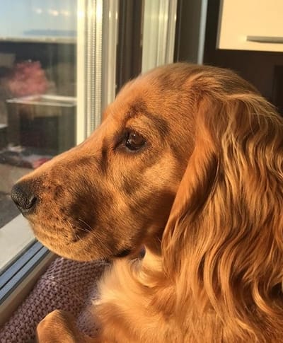 14 Hilarious Pictures of Cocker Spaniels Who Are Confused About The ...