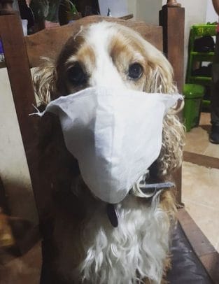 14 Hilarious Pictures of Cocker Spaniels Who Are Confused About The ...