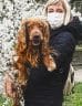 14 Hilarious Pictures of Cocker Spaniels Who Are Confused About The ...