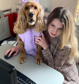 14 Hilarious Pictures of Cocker Spaniels Who Are Confused About The ...