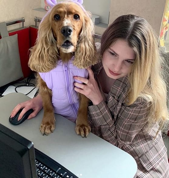 14 Hilarious Pictures of Cocker Spaniels Who Are Confused About The ...