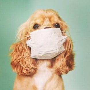 14 Hilarious Pictures of Cocker Spaniels Who Are Confused About The ...