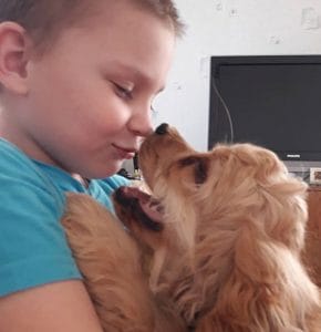 14 Hilarious Pictures of Cocker Spaniels Who Are Confused About The ...