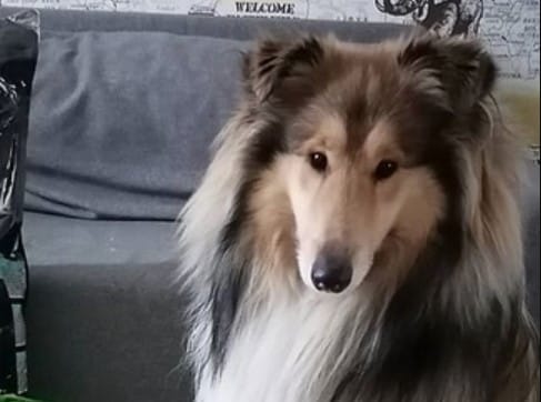 16 Funny Pictures Showing How Collie Dogs Spend the Quarantine Time ...