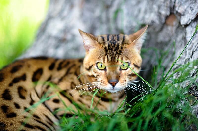 Bengal Cat Names: 420 Best Names for Bengal Cats - PetPress