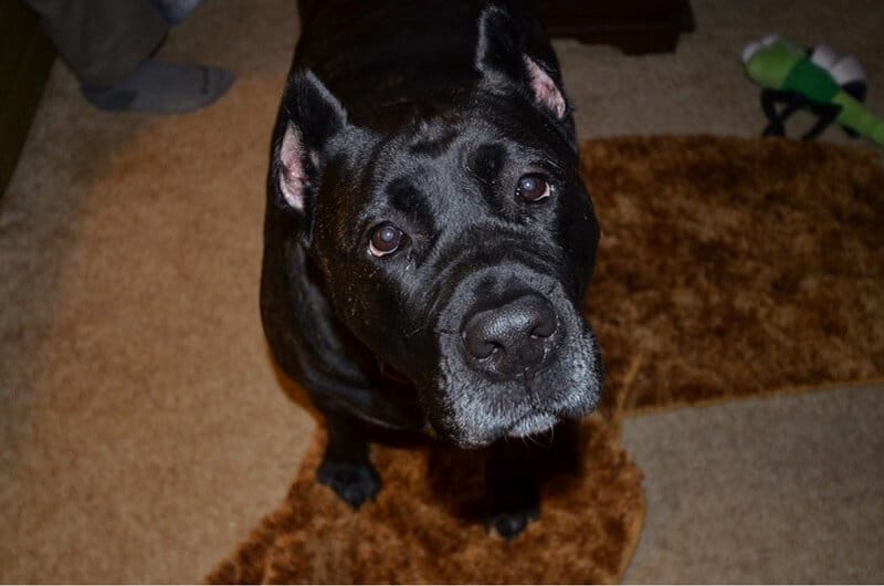 Best 230 Popular Female Spanish Dog Names