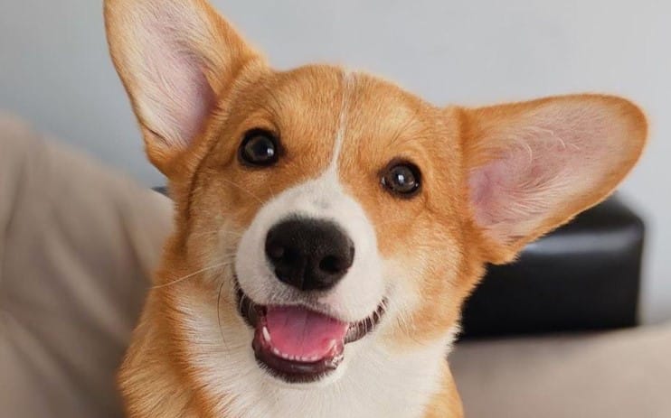 Top 8 Best Dog Breeds for Older People - PetPress