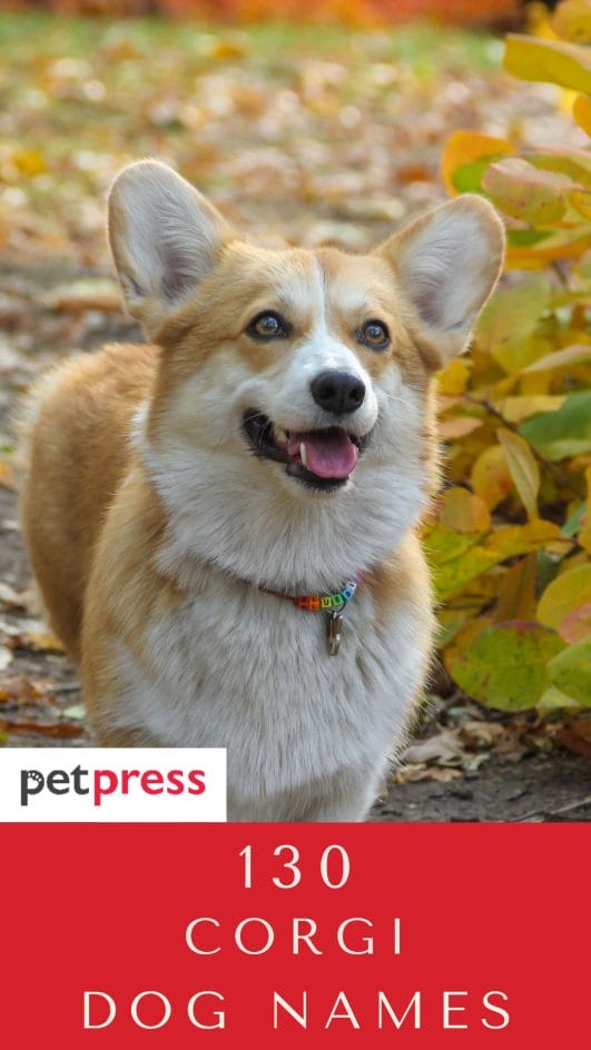 Top 130 Best Corgi Dog Names For Your Cute And Adorable Corgi
