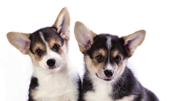 15 Books About Corgis - PetPress