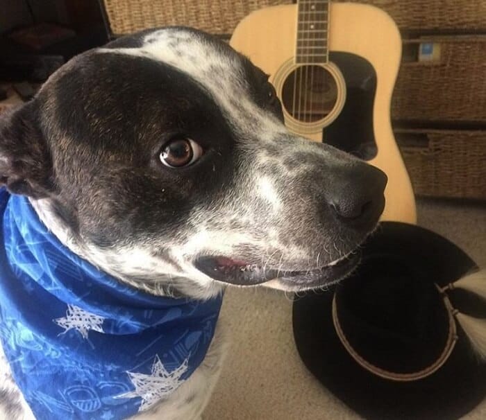 500 Music Dog Names Inspired by Rock, Country & Rap Music - PetPress