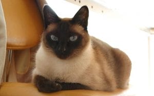 260 Popular Male And Female Korean Cat Names with Meanings