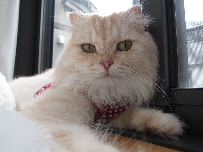 Scottish Cat Names - 500 Awesome Name Ideas for Your Kitten