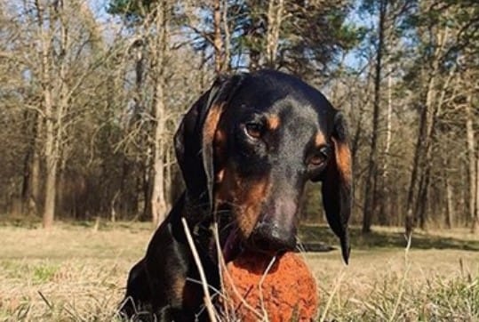 40+ German Male Dog Names With Meanings