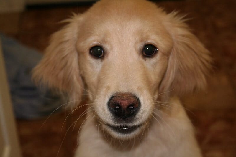 350 Disney Dog Names - Awesome Disney Inspired Dog Names - PetPress