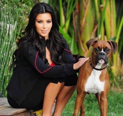 Top 30 Celebrity Boxer Dog Names - PetPress