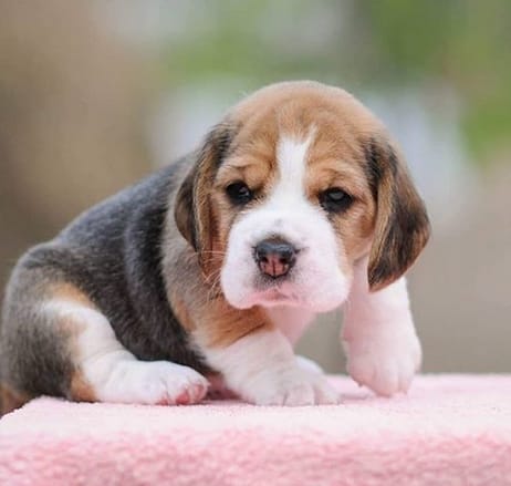 Top 128 Best Beagle Dog Names - PetPress