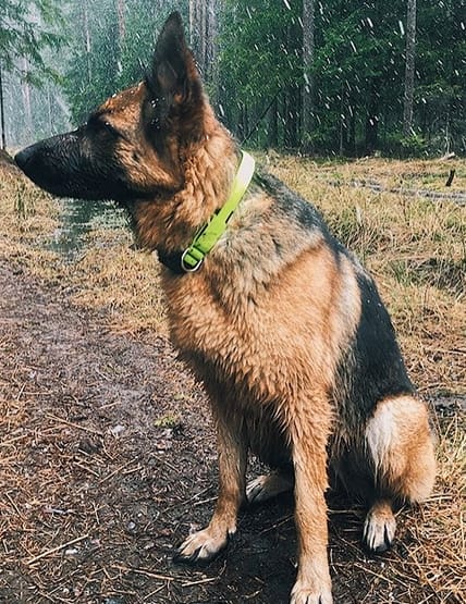 38 Cool German Shepherd Dog Names - PetPress