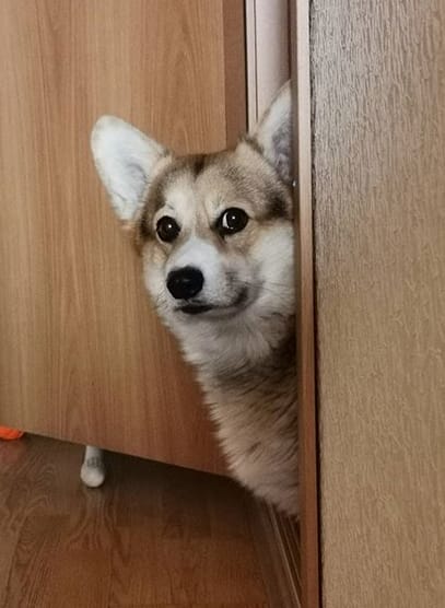 70+ Welsh Dog Names With Meanings - PetPress