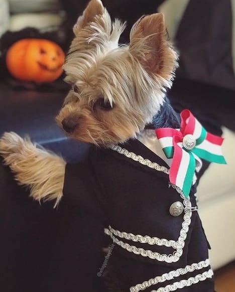 30+ Classic Mexican Male Dog Names