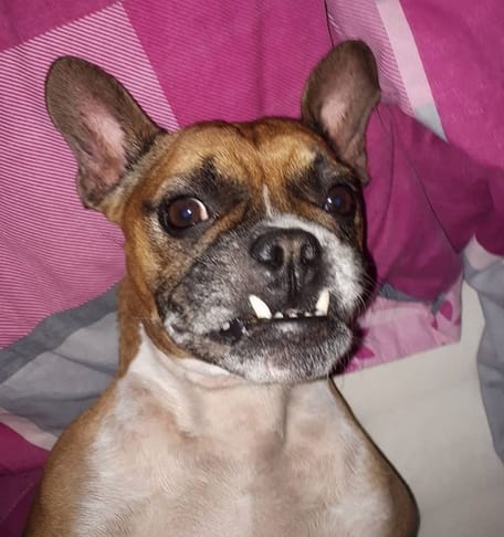 175+ Aggressive Dog Names Inspired By Demonology - PetPress