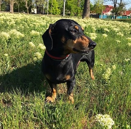 40+ German Male Dog Names With Meanings