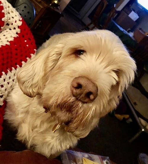 Top 120 Best Spinoni Italiani Dog Names - PetPress